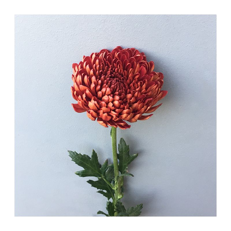 Cremon Virginia Red – Wholesale | Danisa Flowers