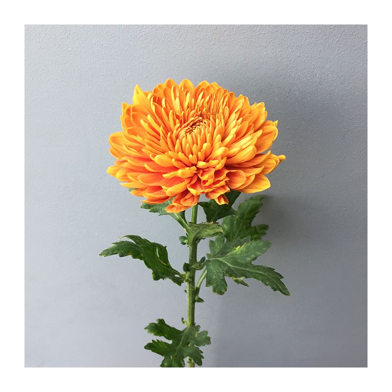 Cremon Virginia Bronze – Wholesale | Danisa Flowers