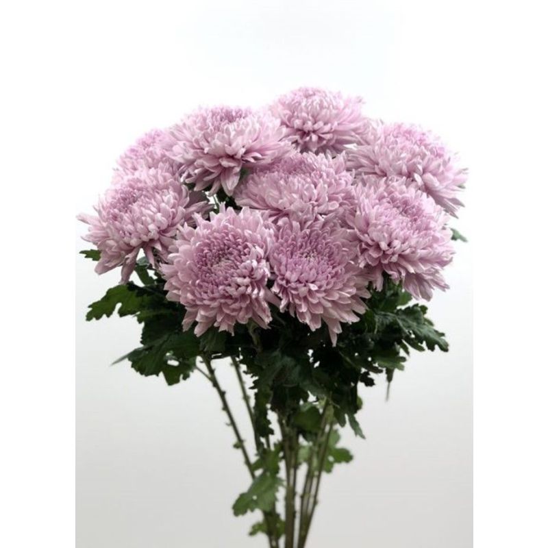 football mum — lavender