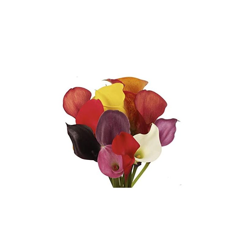 Mini Calla Lily Assorted 50 cm