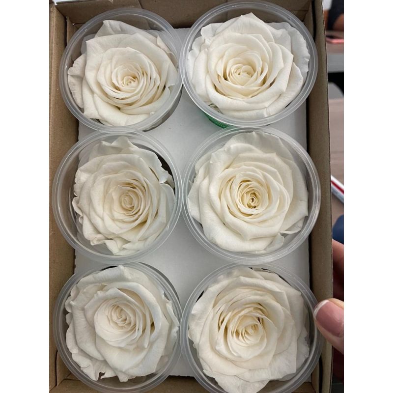 Preserved white Roses