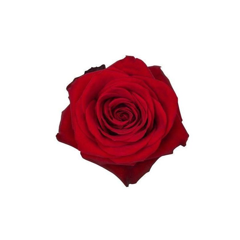 Red Rose 60 cm Freedom – Wholesale | Danisa Flowers