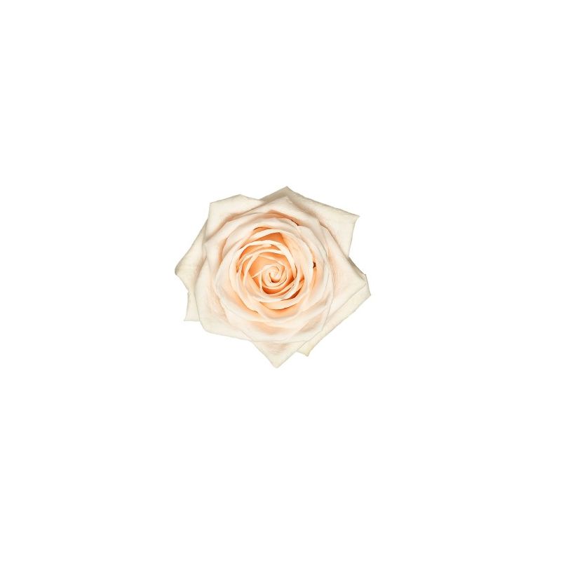 Cream Rose Soul