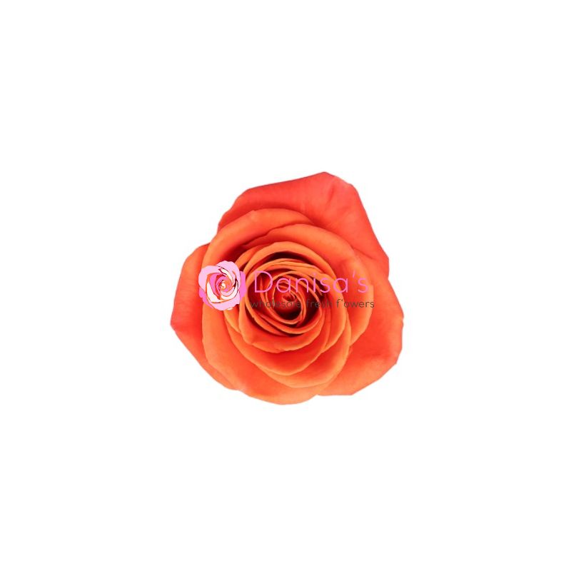 orange single rose
