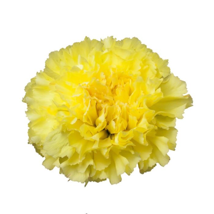 Yellow carnations store