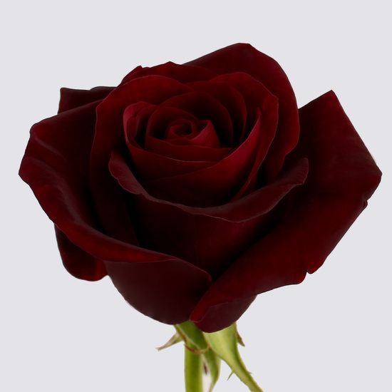 Dark red rose store