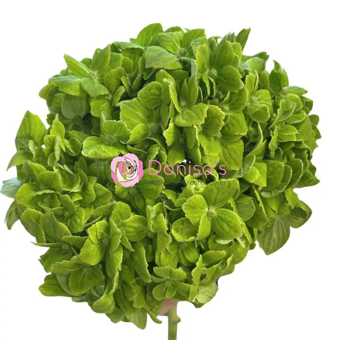 hydrangea mini dark green