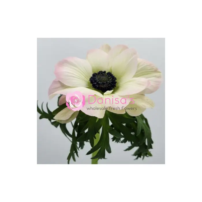 blush anemone