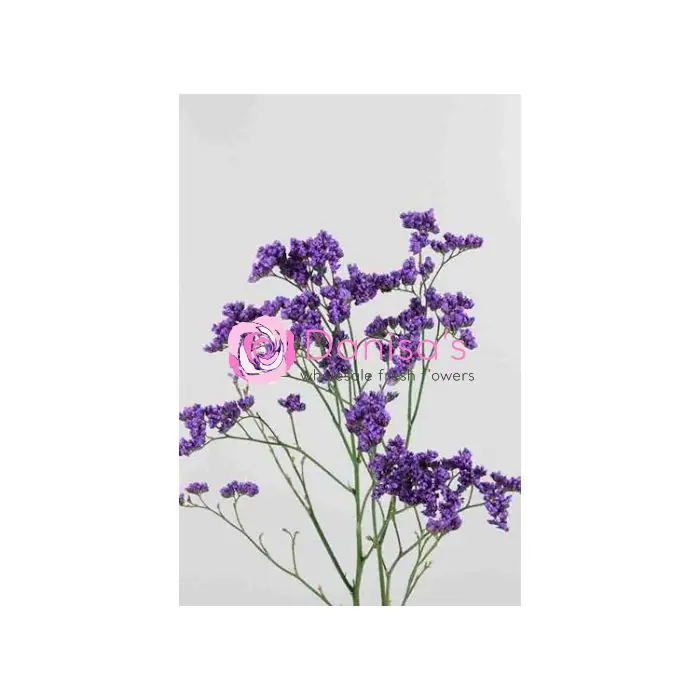blue limonium