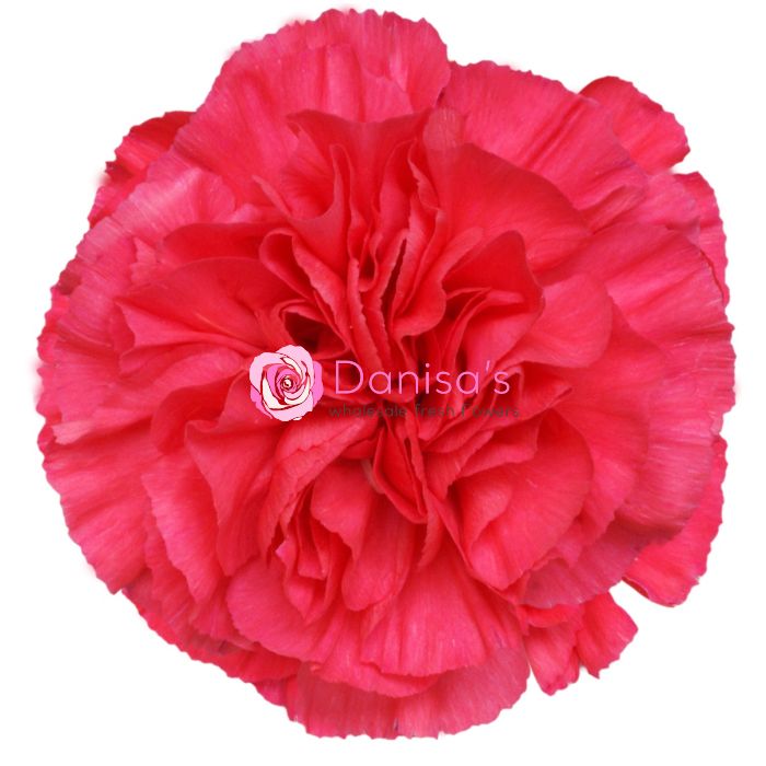 Buy Carnation Mandalay Pink in Bulk – Wholesale | Danisa Flowers